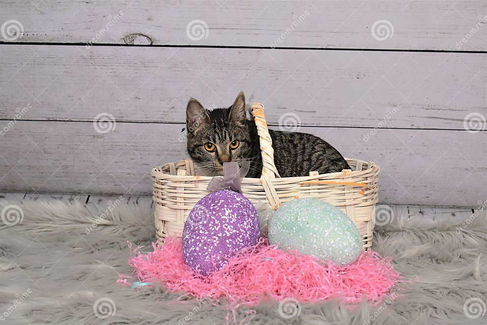 Tabby Manx Cat Easter Portrait Stock Photo - Image of closeup ...