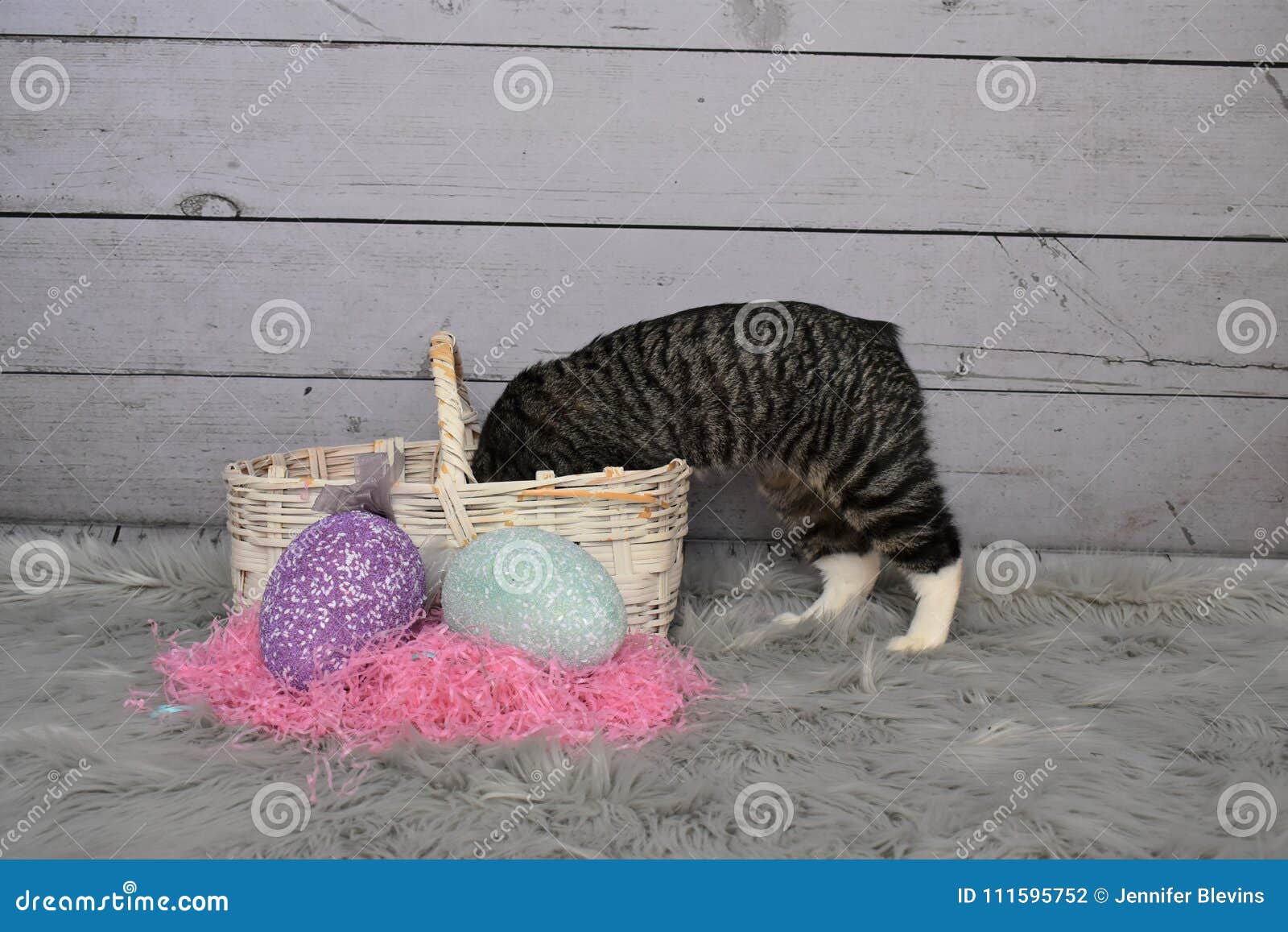 Tabby Manx Cat Easter Portrait Stock Photo - Image of portrait ...