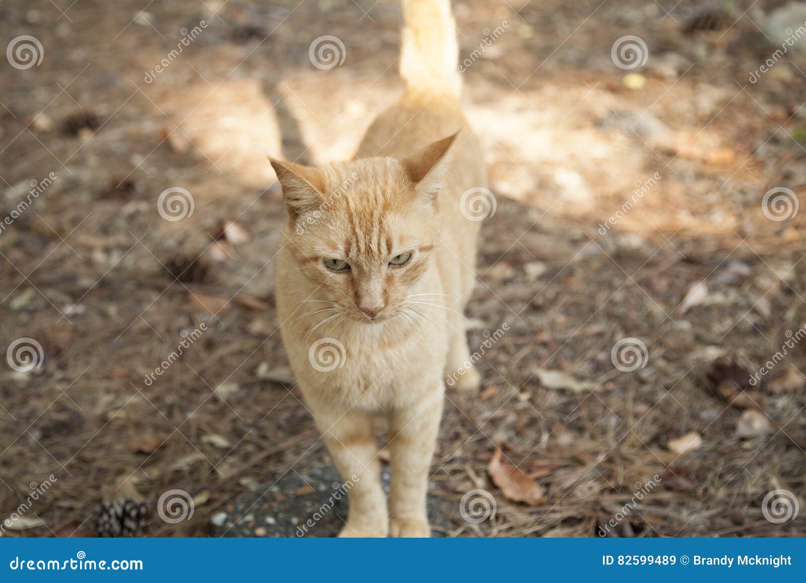 Tabby Outdoors stock image. Image of friendship, happy - 82599489