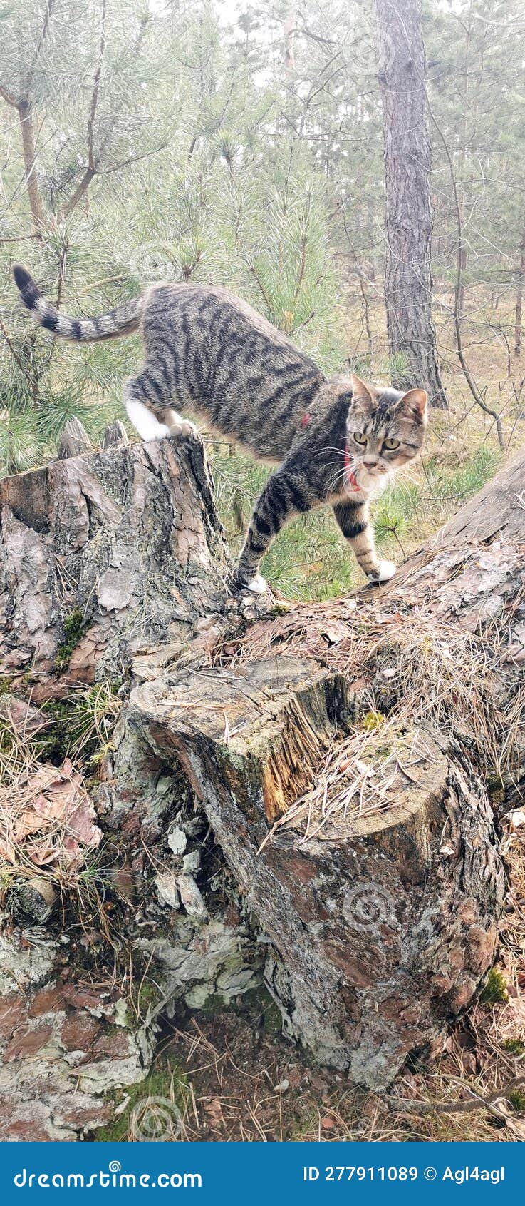 Tabby Panthera Posing in the Forest Stock Image - Image of companion ...