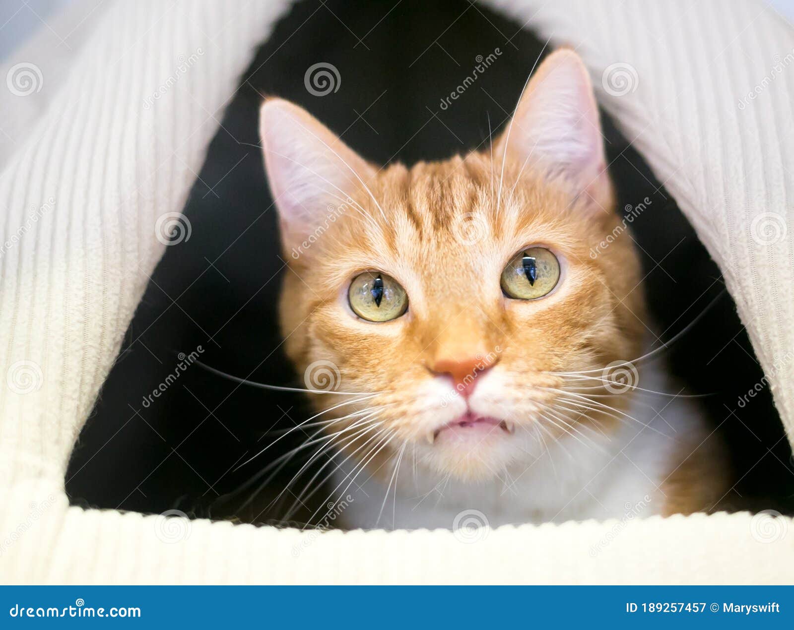 Tabby Cat With Snaggletooth Studio Portrait Royalty-Free Stock Photo ...