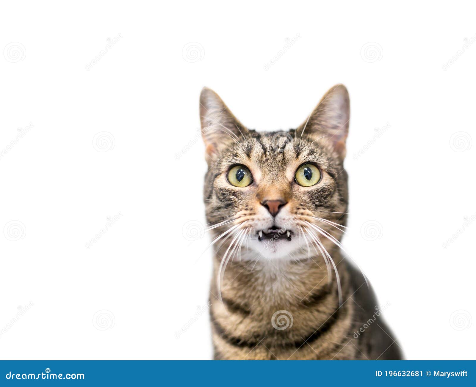 A Tabby Shorthair Cat with Long Fangs Stock Image - Image of mouth ...