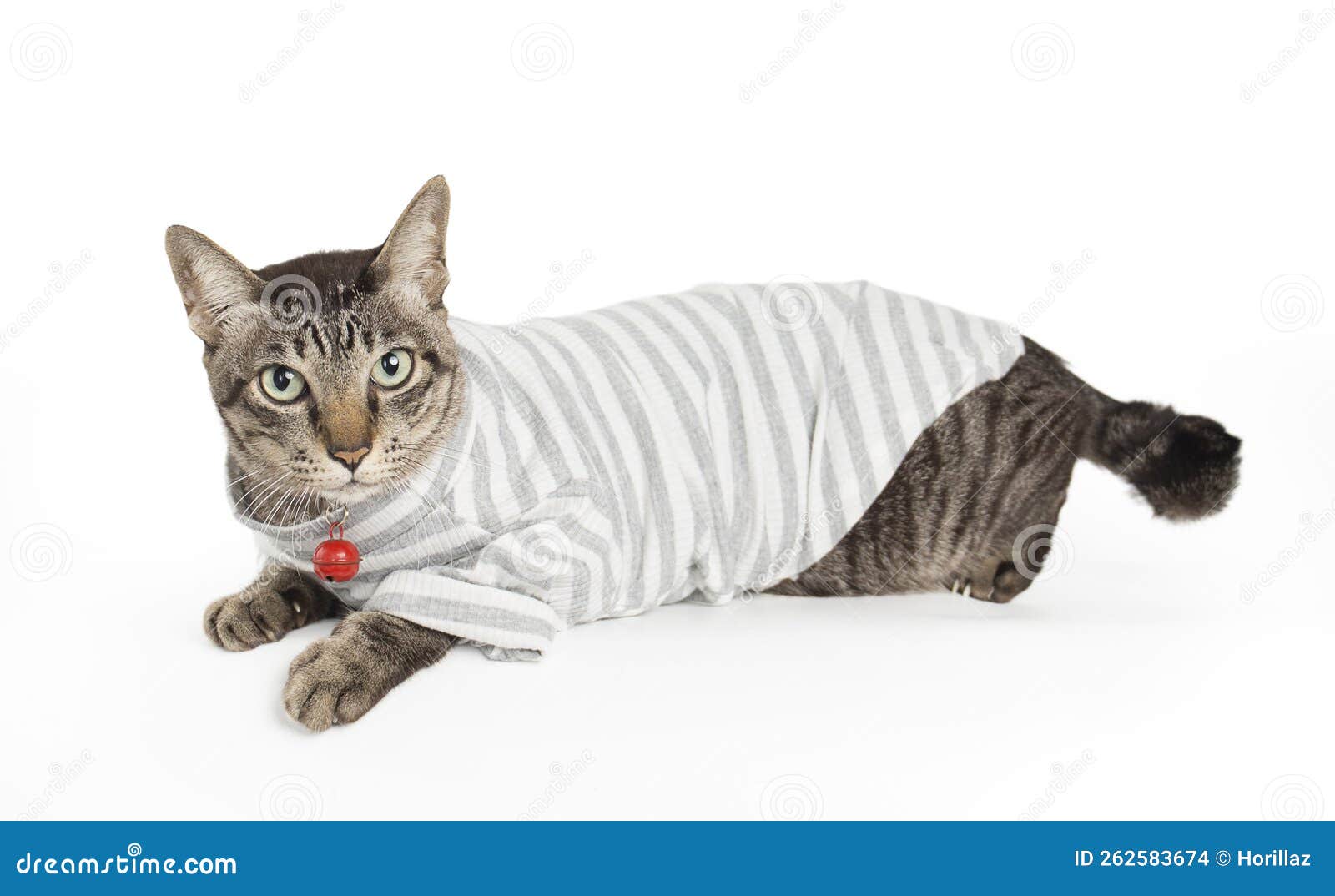 Tabby Sit Y Look Front Tabby Cat Raza Foto de archivo - Imagen de cola ...