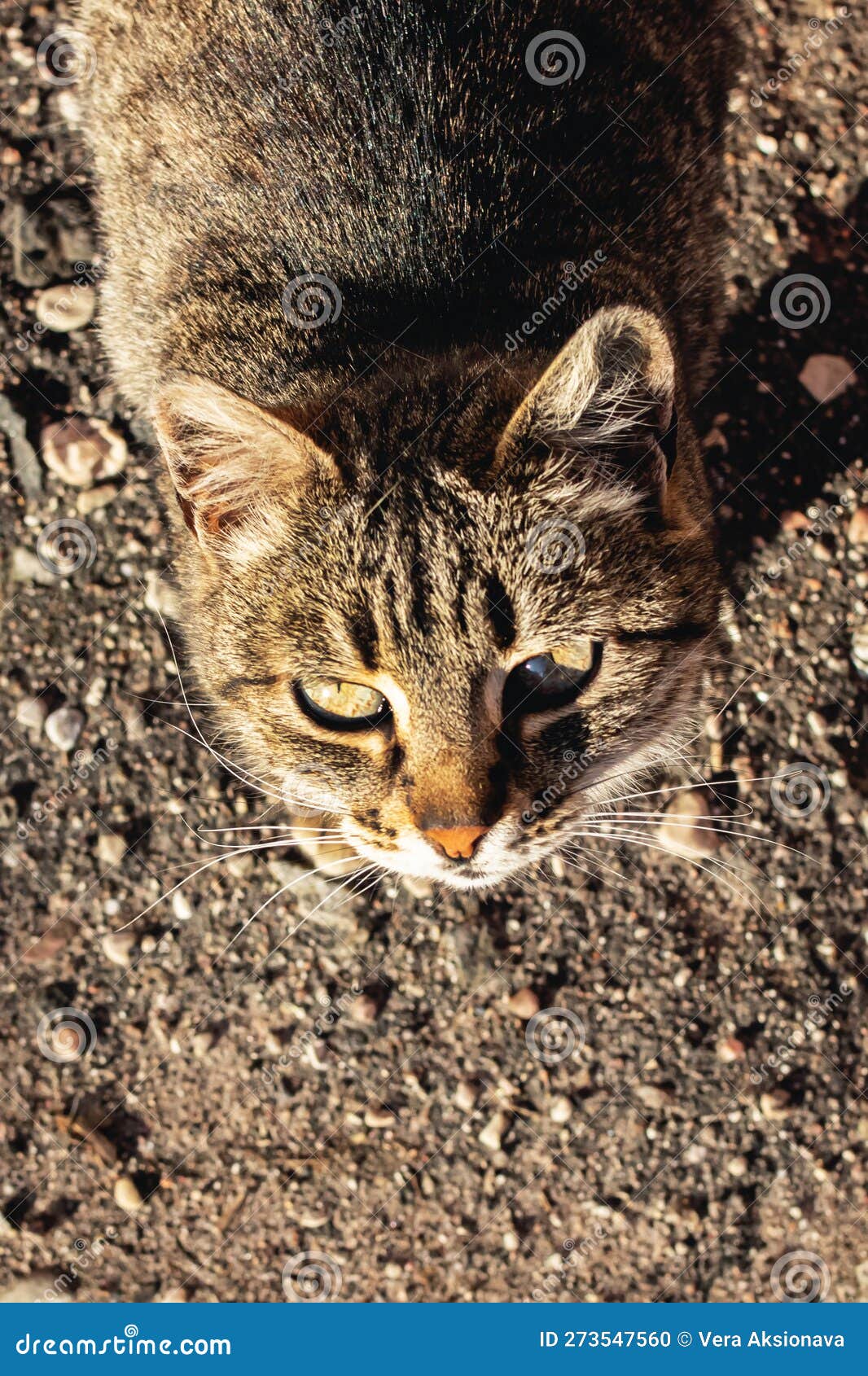 Tabby Stray Cat on the Pavement Close Up Stock Photo - Image of ...