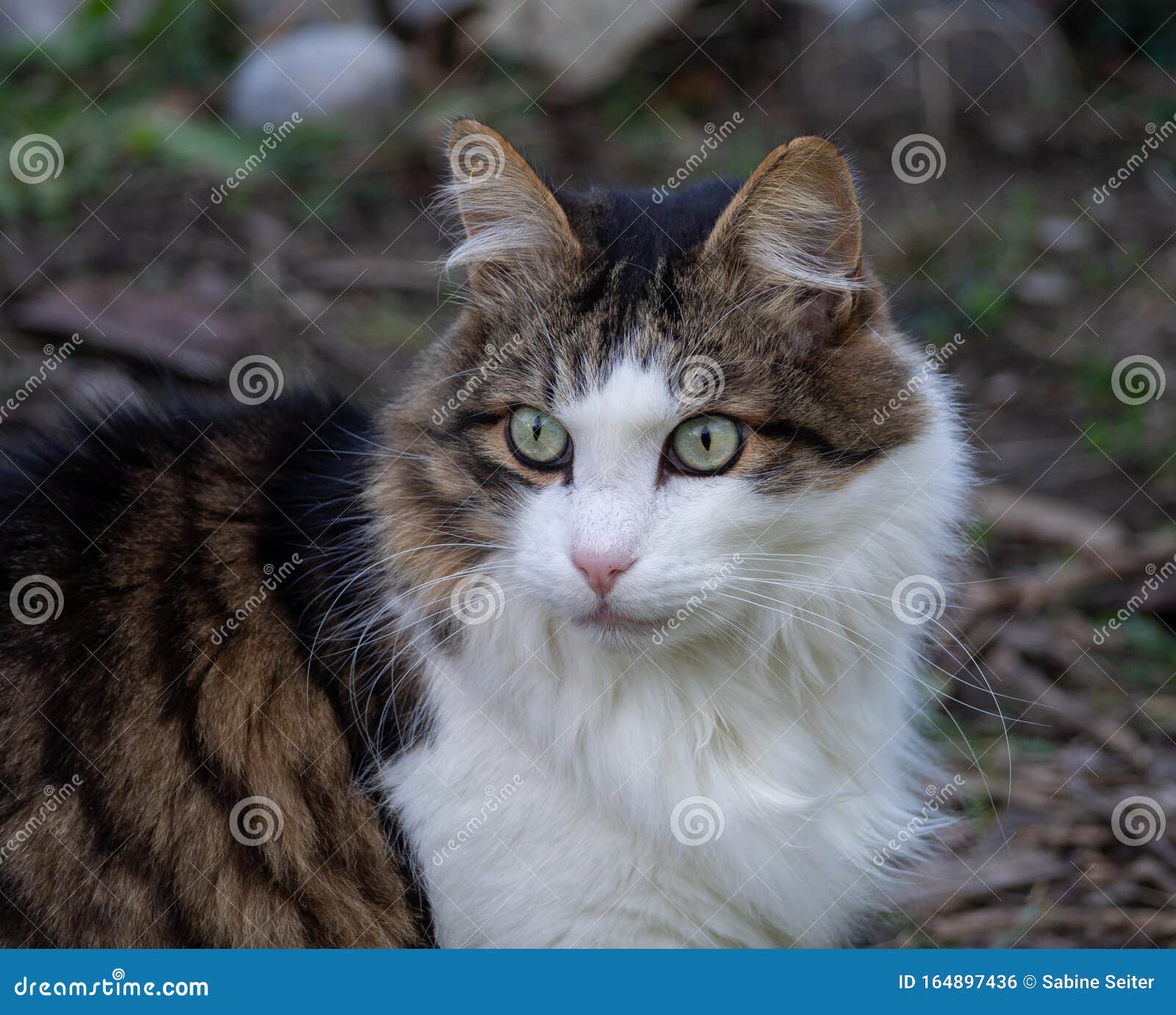 Tabby Tom Cat Portrait Outdoors Stock Photo - Image of outside, kitty ...