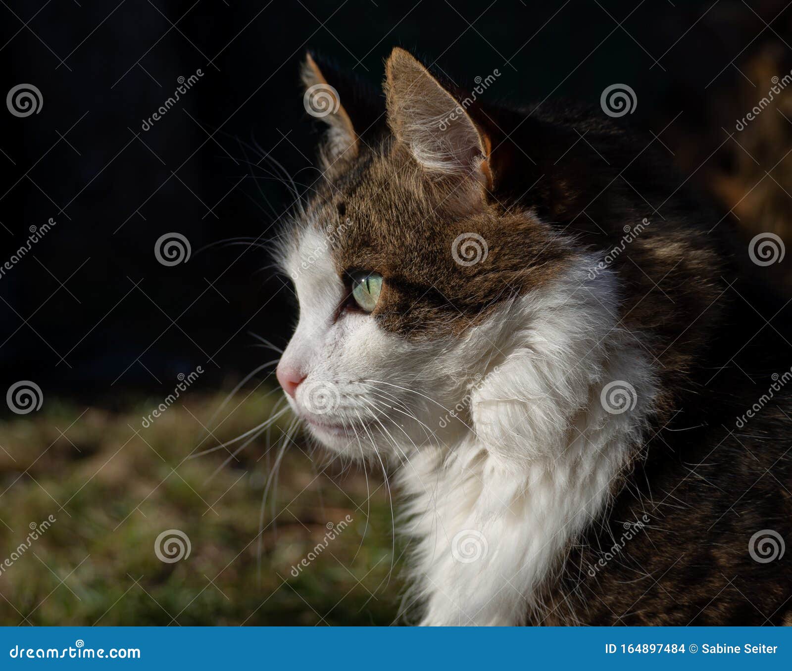 Tabby Tom Cat Portrait Outdoors Stock Photo - Image of close, isolated ...