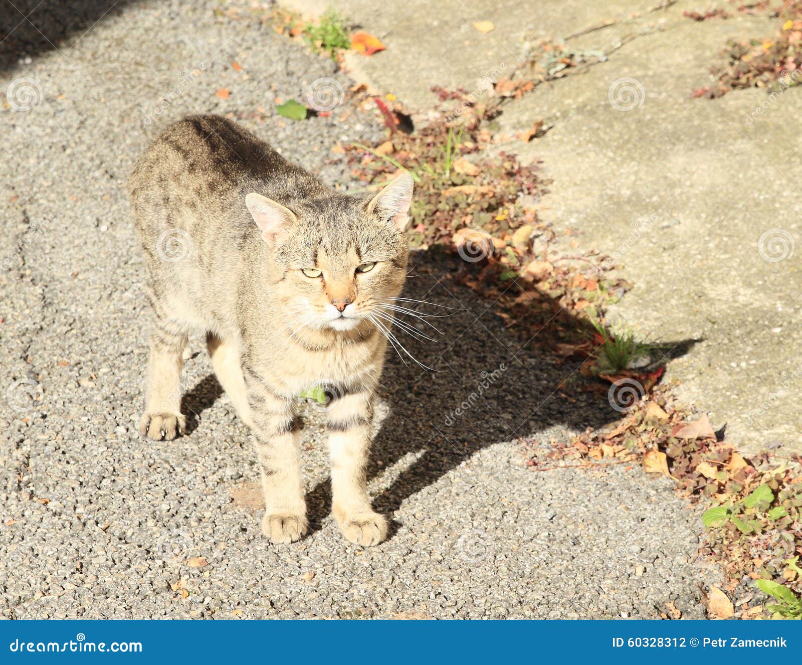 Tabby tomcat stock photo. Image of tabby, standing, street - 60328312