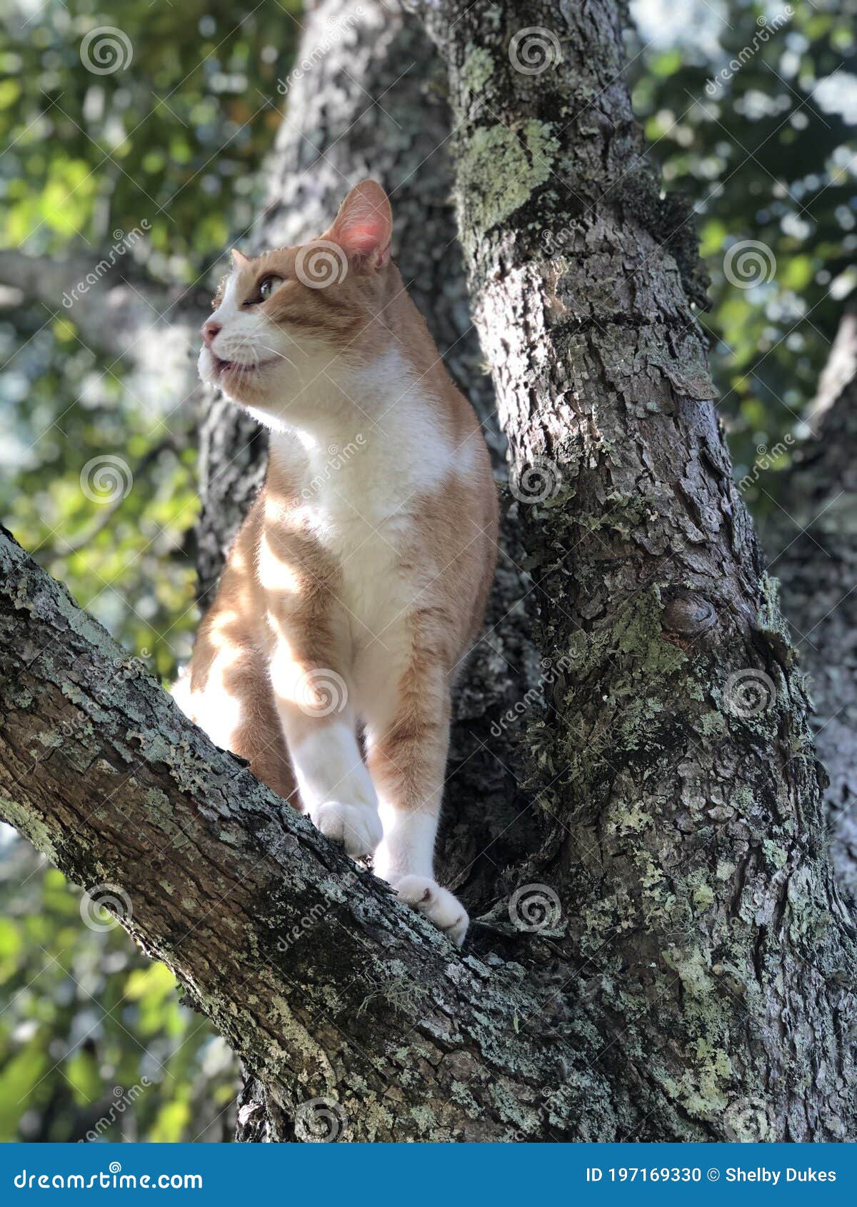 Tabby in a tree stock photo. Image of orange, meow, kitten - 197169330