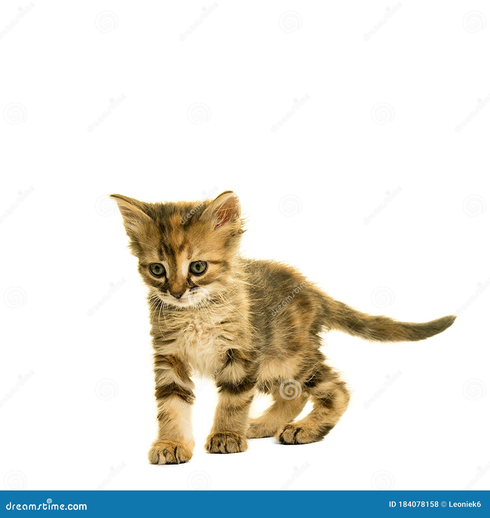 Turkish Angora Tabby