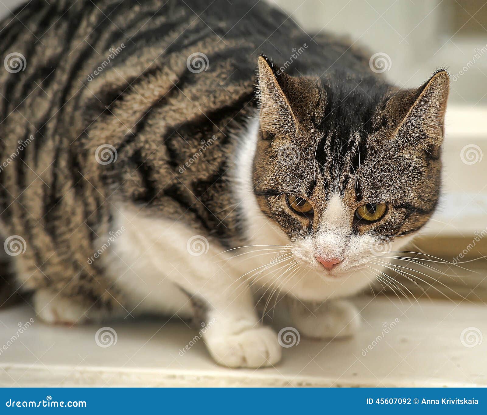 Tabby with white cat stock photo. Image of fluffy, food - 45607092