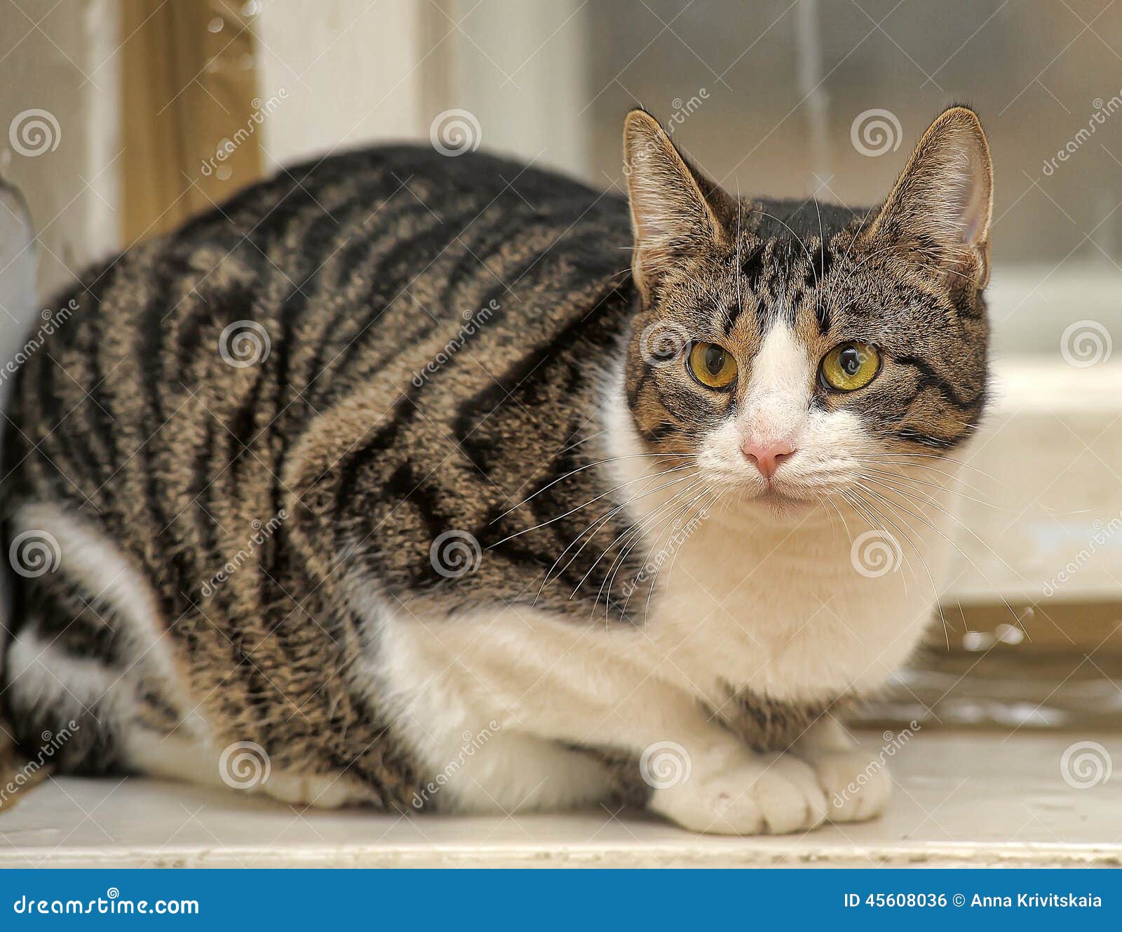 Tabby with white cat stock photo. Image of striped, food - 45608036