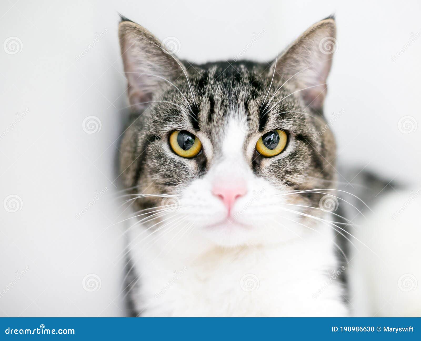 A Tabby and White Shorthair Cat with a Grumpy Expression Stock Photo ...