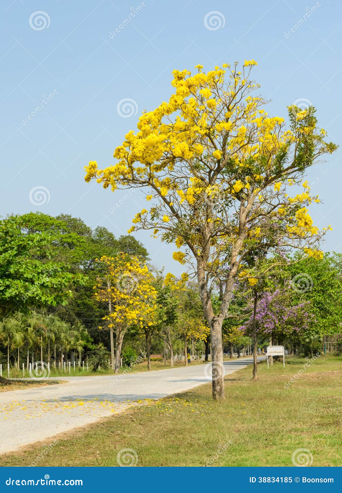 Tabebuia Argentea Tree Stock Photo - Image: 38834185