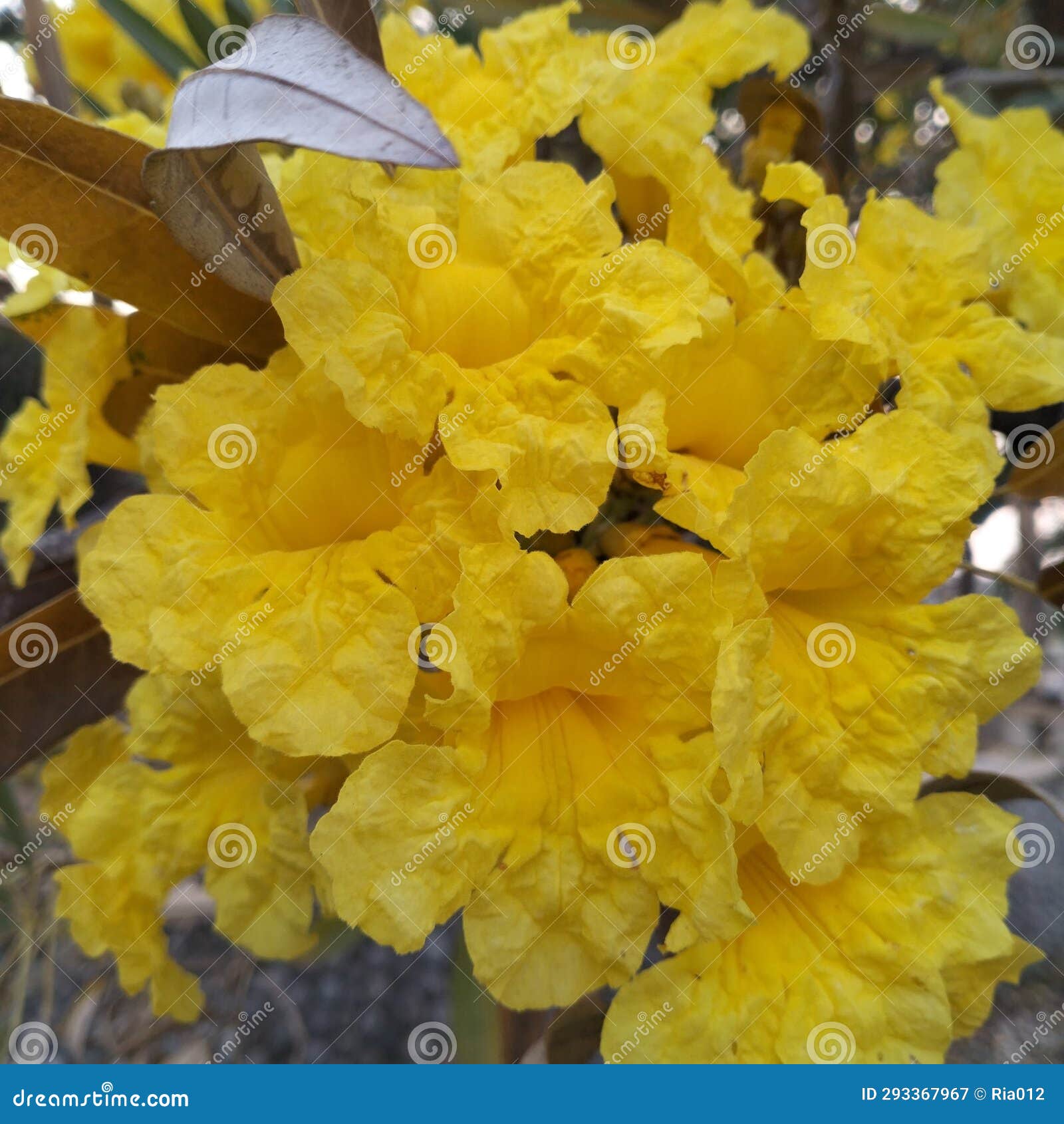 Tabebuia Aurea Known As the Silver Trumpet Tree, and Tree of Gold ...