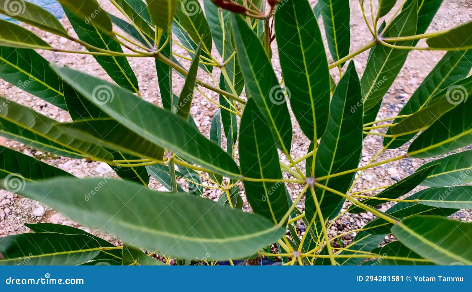 Tabebuia Caraiba Tabebuia Aurea, Caribbean Trumpet, Silver Trumpet Tree ...