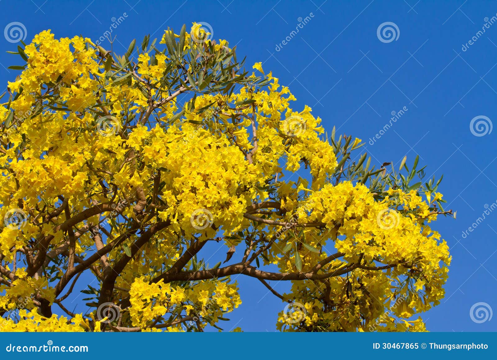 Tabebuia Chrysantha, Named Araguaney, Ipe, Guayacan. Bloom Yellow ...