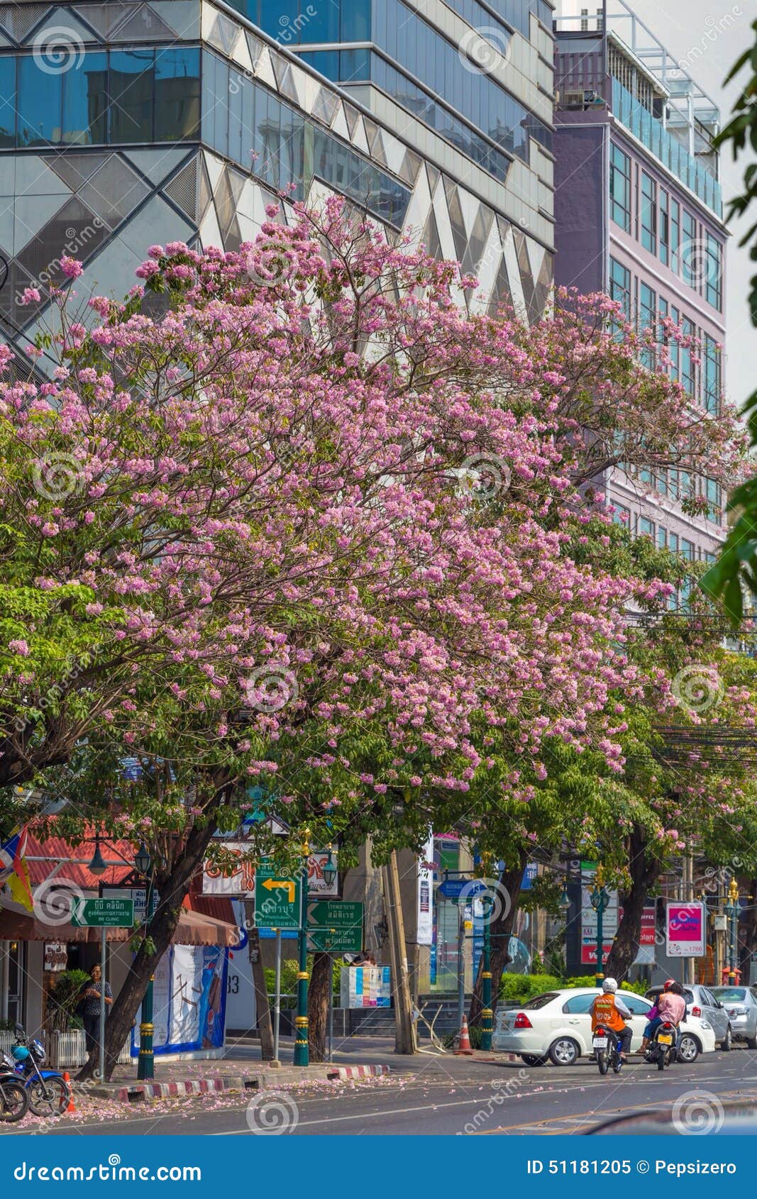 Tabebuia Rosea Trees Or Pink Trumpet Trees Are In Bloom Along Th ...