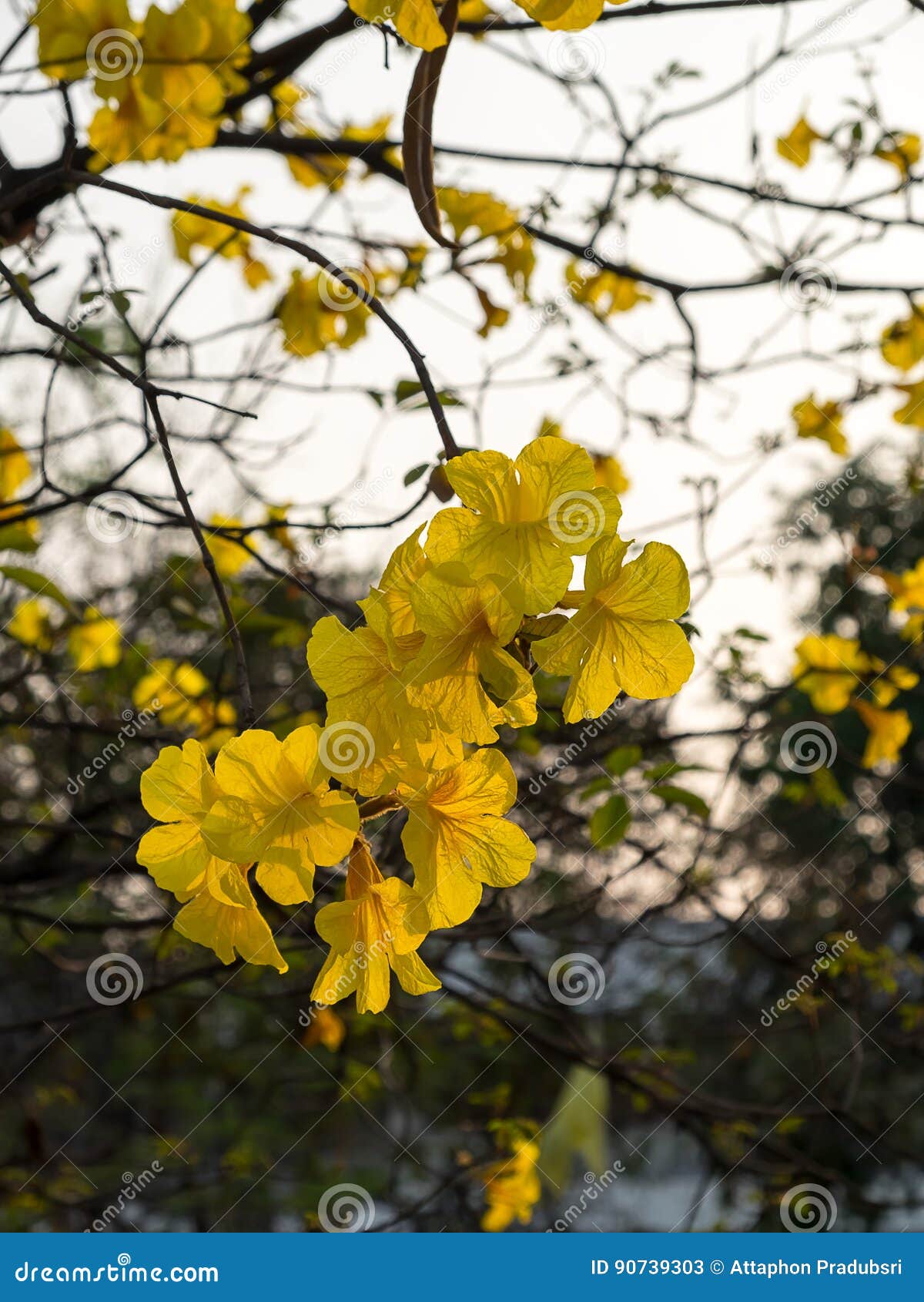Tabebuia spectabilis stock image. Image of season, tree - 90739303