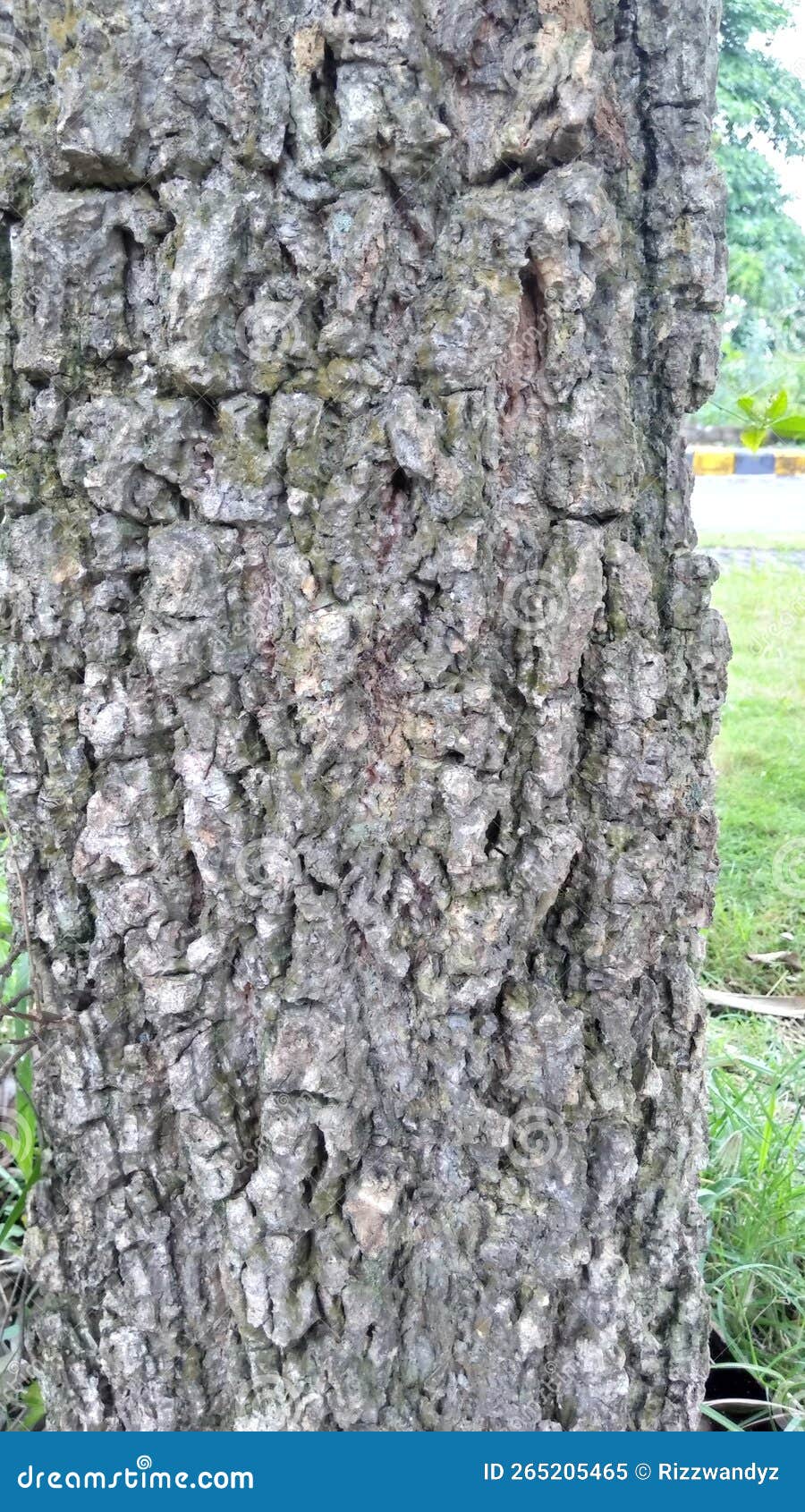 Texture Of Tabebuia Rosea Floating In The Lake. Pink Flower. Stock ...