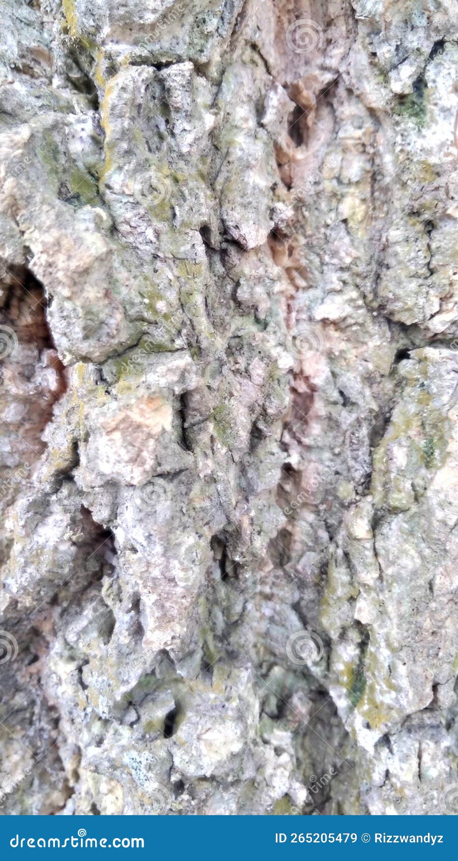 Tabebuia tree bark texture stock image. Image of formation - 265205479