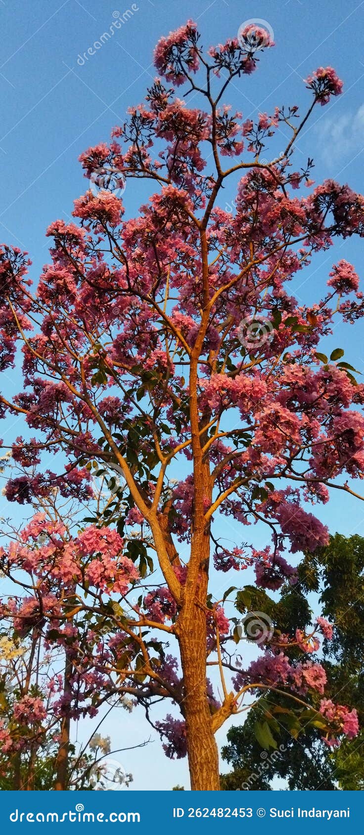 Tabebuya Flower stock image. Image of flower, plants - 262482453