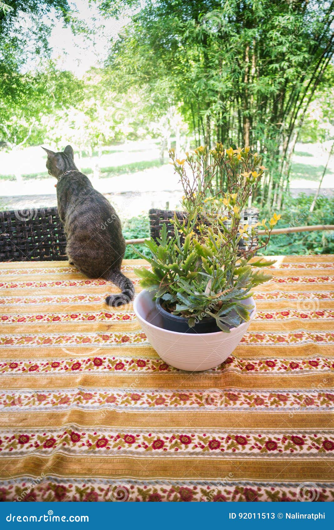 Tabela De Cat Chilling Out on Dinner Imagem de Stock - Imagem de povos ...