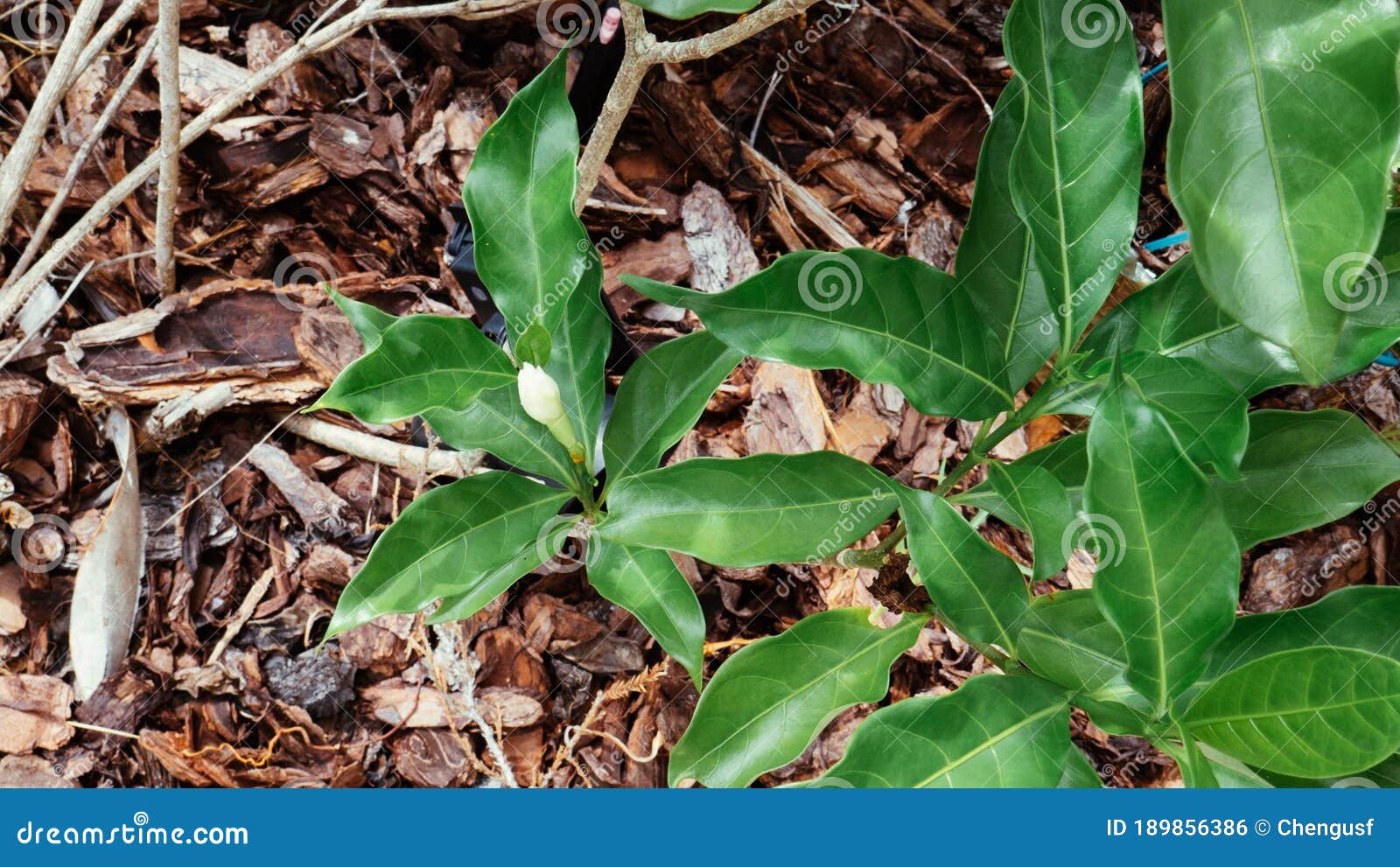 Tabernaemontana Divaricata Crape Jasmine Flower Stock Photo - Image of ...