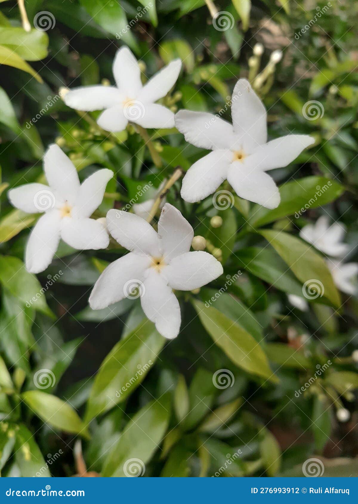 Tabernaemontana Divaricata Flowers Stock Photo - Image of natural ...