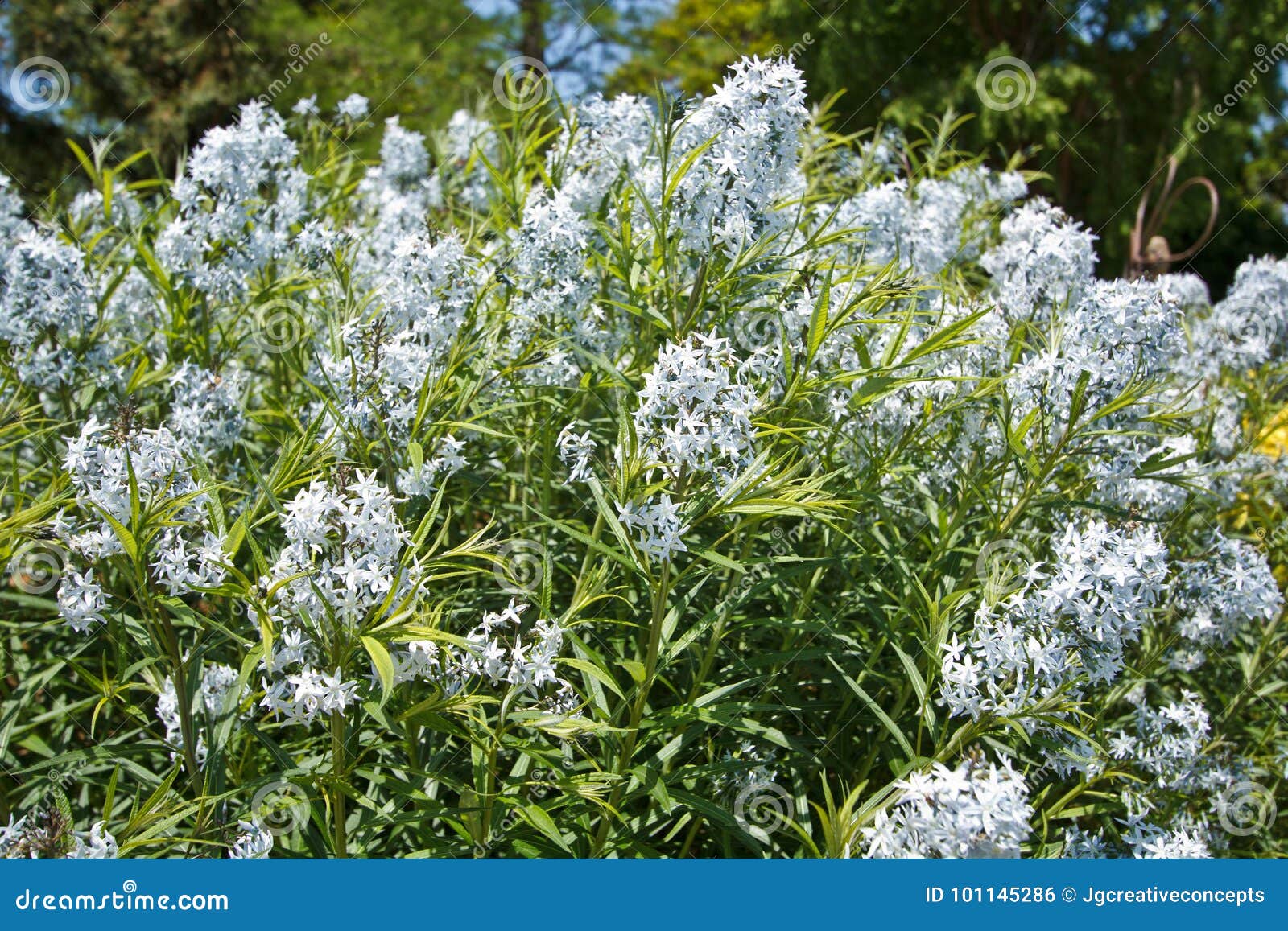 Tabernaemontana Threadleaf Bluestar Amsonia Стоковое Фото - изображение ...