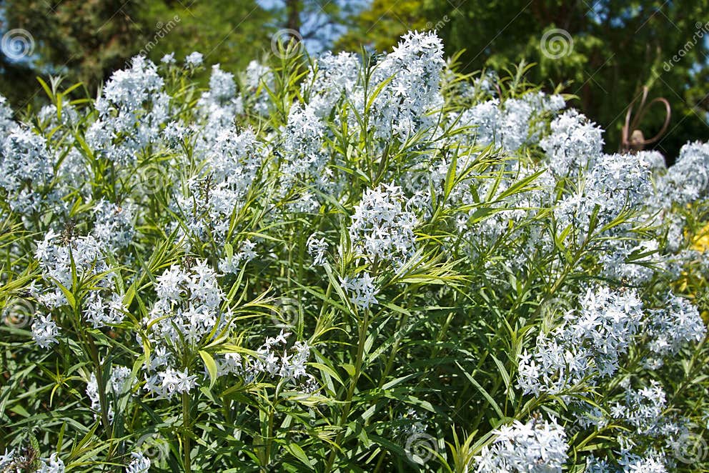 Tabernaemontana Threadleaf Bluestar Amsonia Стоковое Фото - изображение ...