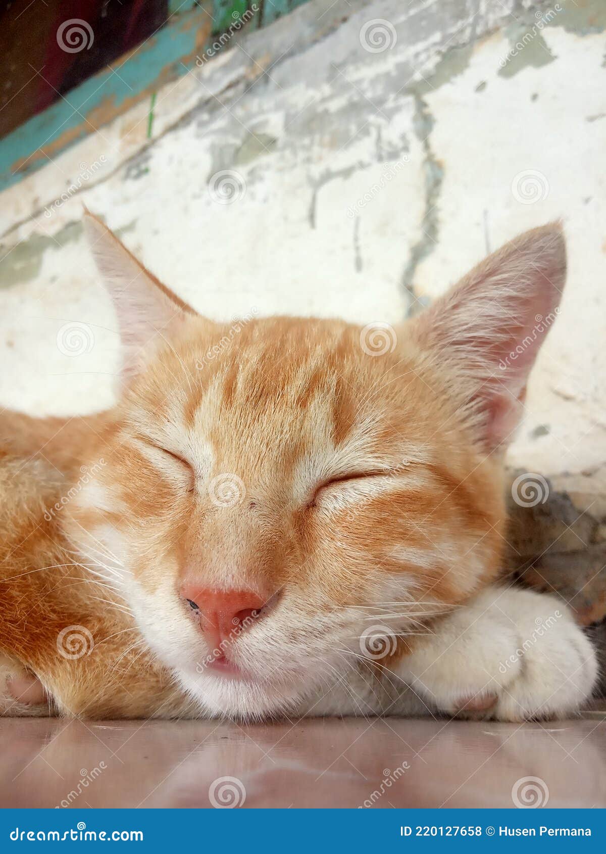 The tabi cat stock photo. Image of kitty, kitten, tabi - 220127658