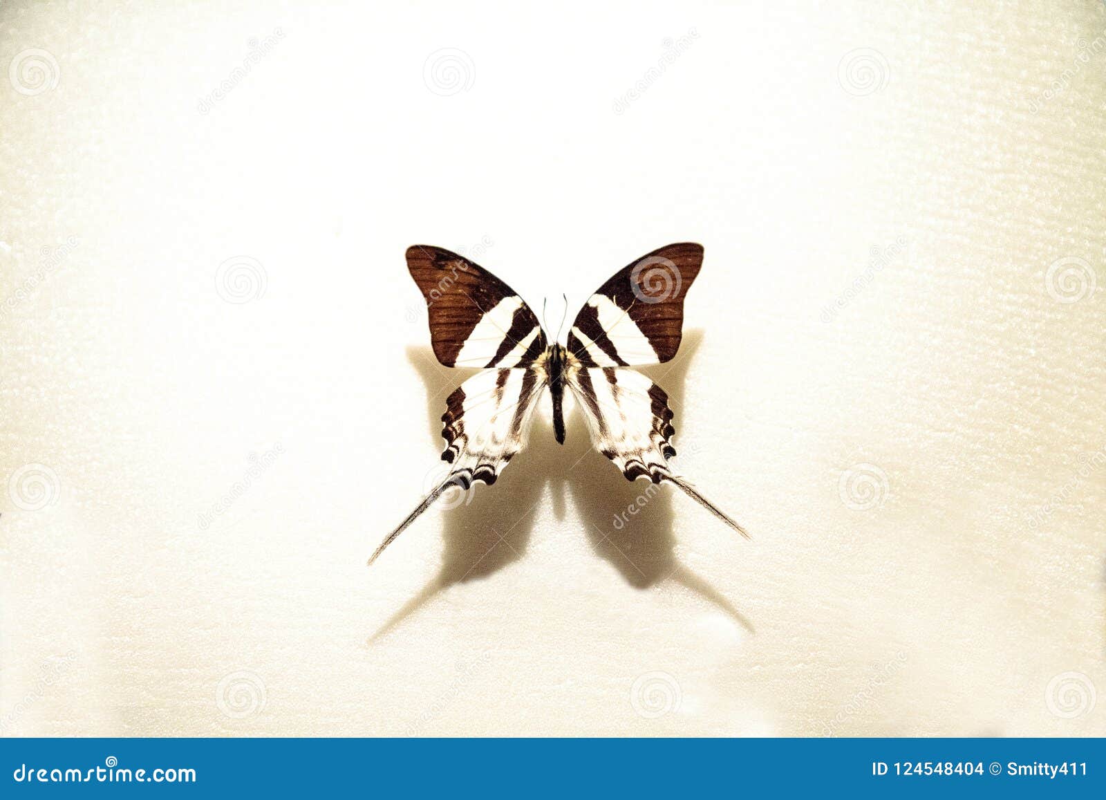 Tabitha`s Swordtail Butterfly Graphium Dorcus Stock Photo - Image of ...