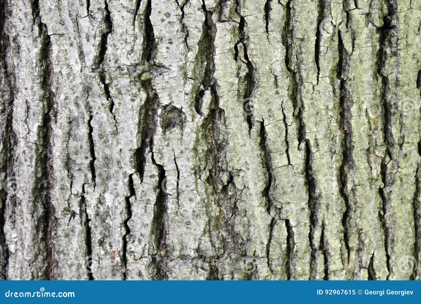 Tabla de la corteza imagen de archivo. Imagen de corteza - 92967615