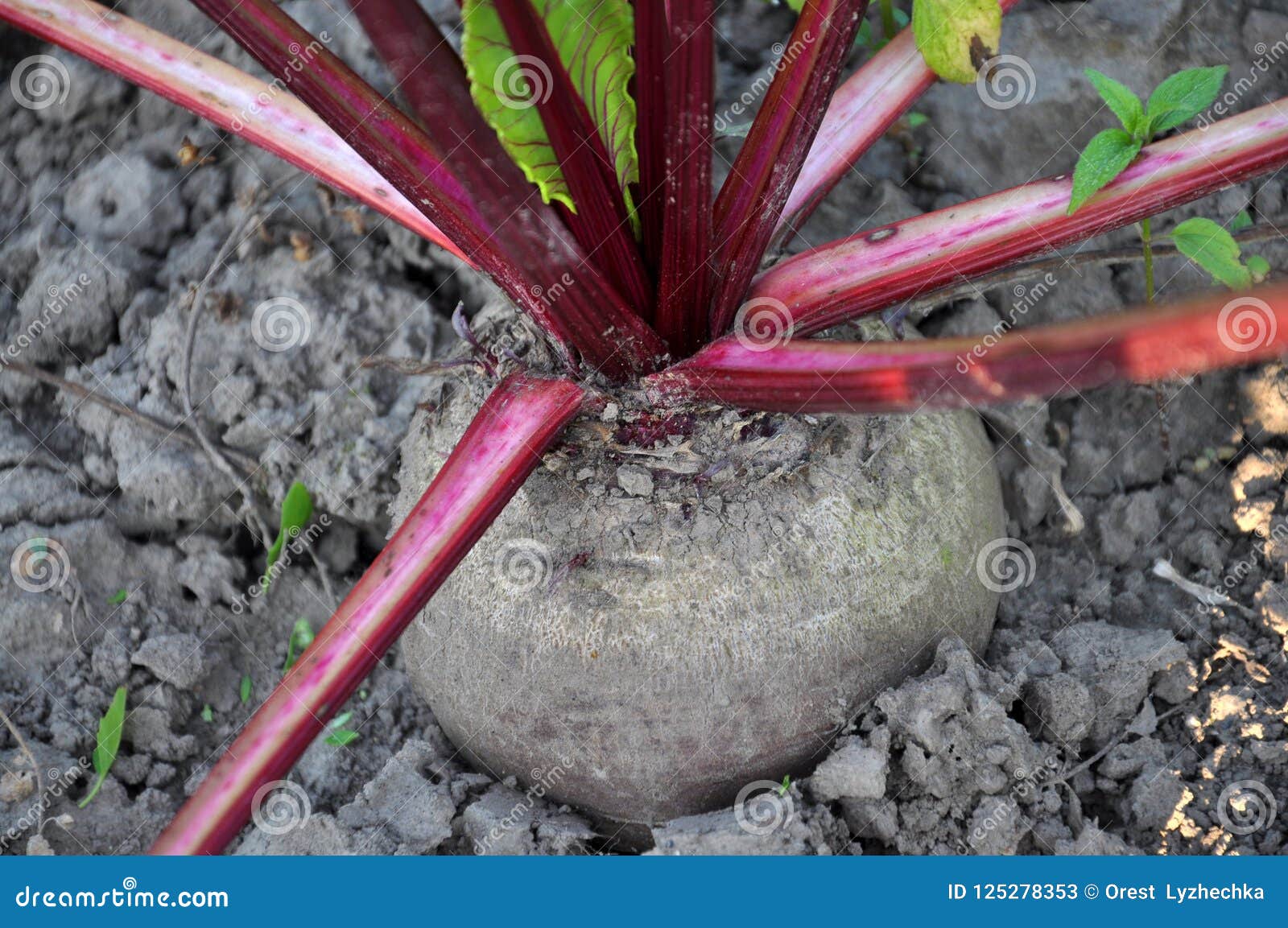 Table Beet in the Open Ground Stock Image - Image of agriculture, beets ...