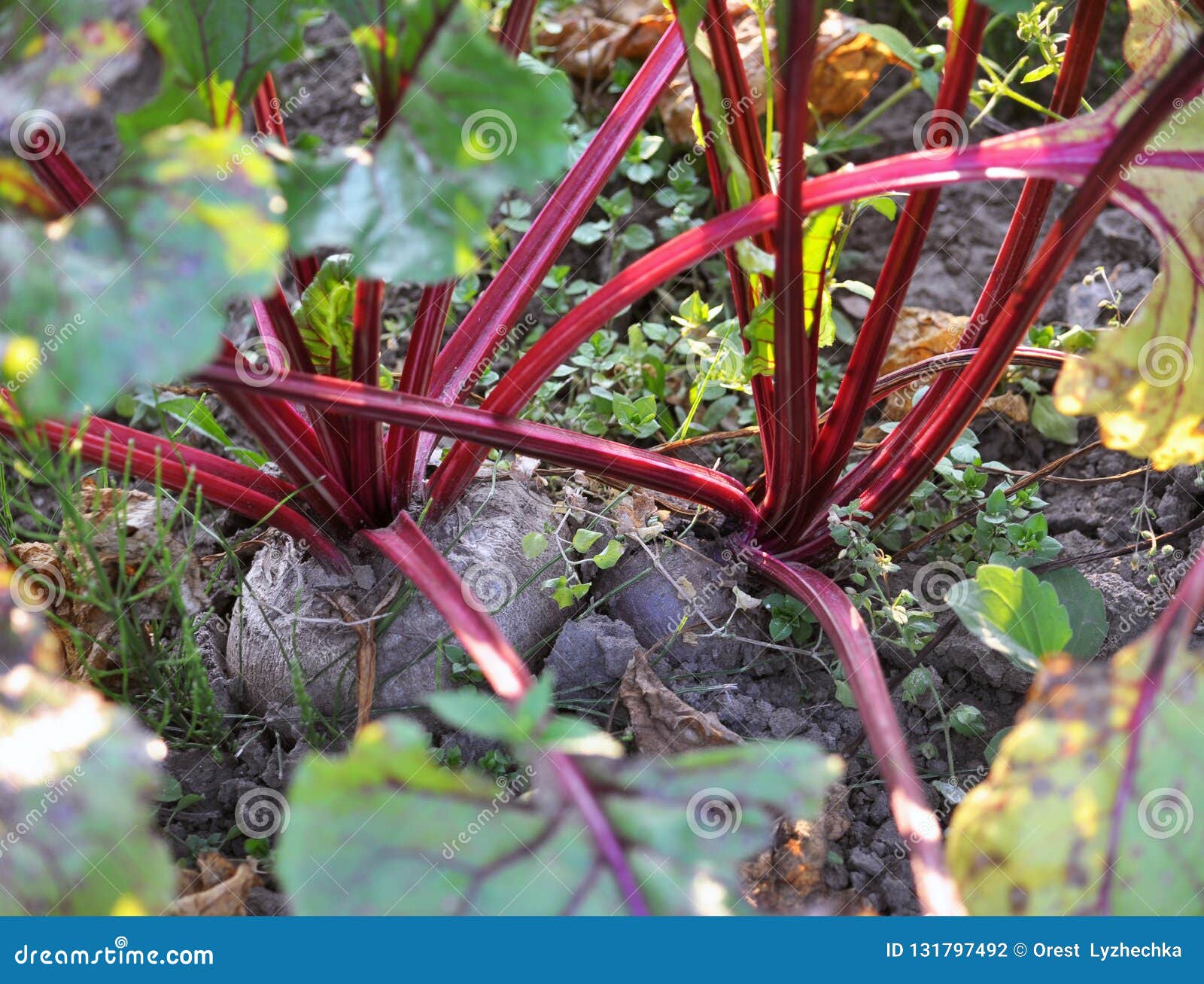Table Beet in the Open Ground Stock Photo - Image of green, beet: 131797492