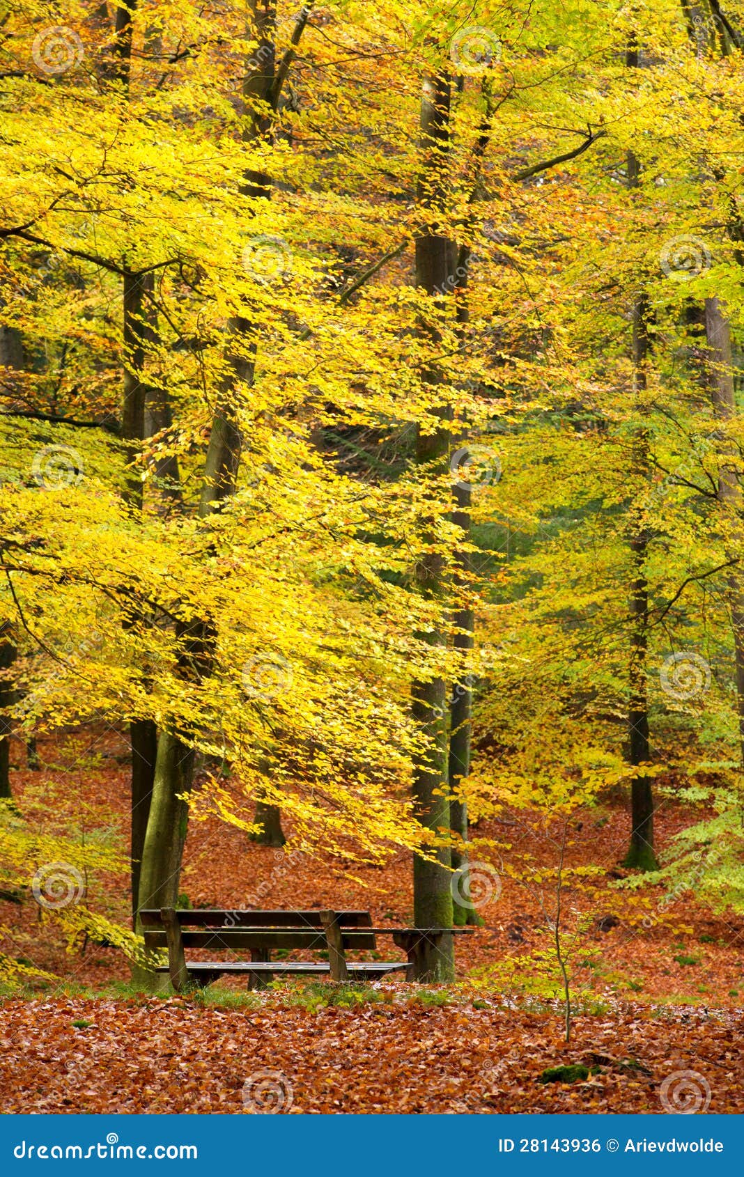 Table and Bench in the Forest Stock Photo - Image of nature, solitude ...