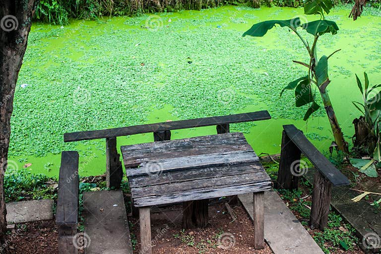 Table, benches and a swamp stock image. Image of thai - 38830709