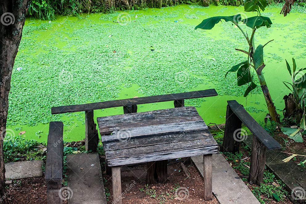 Table, benches and a swamp stock image. Image of thai - 38830709