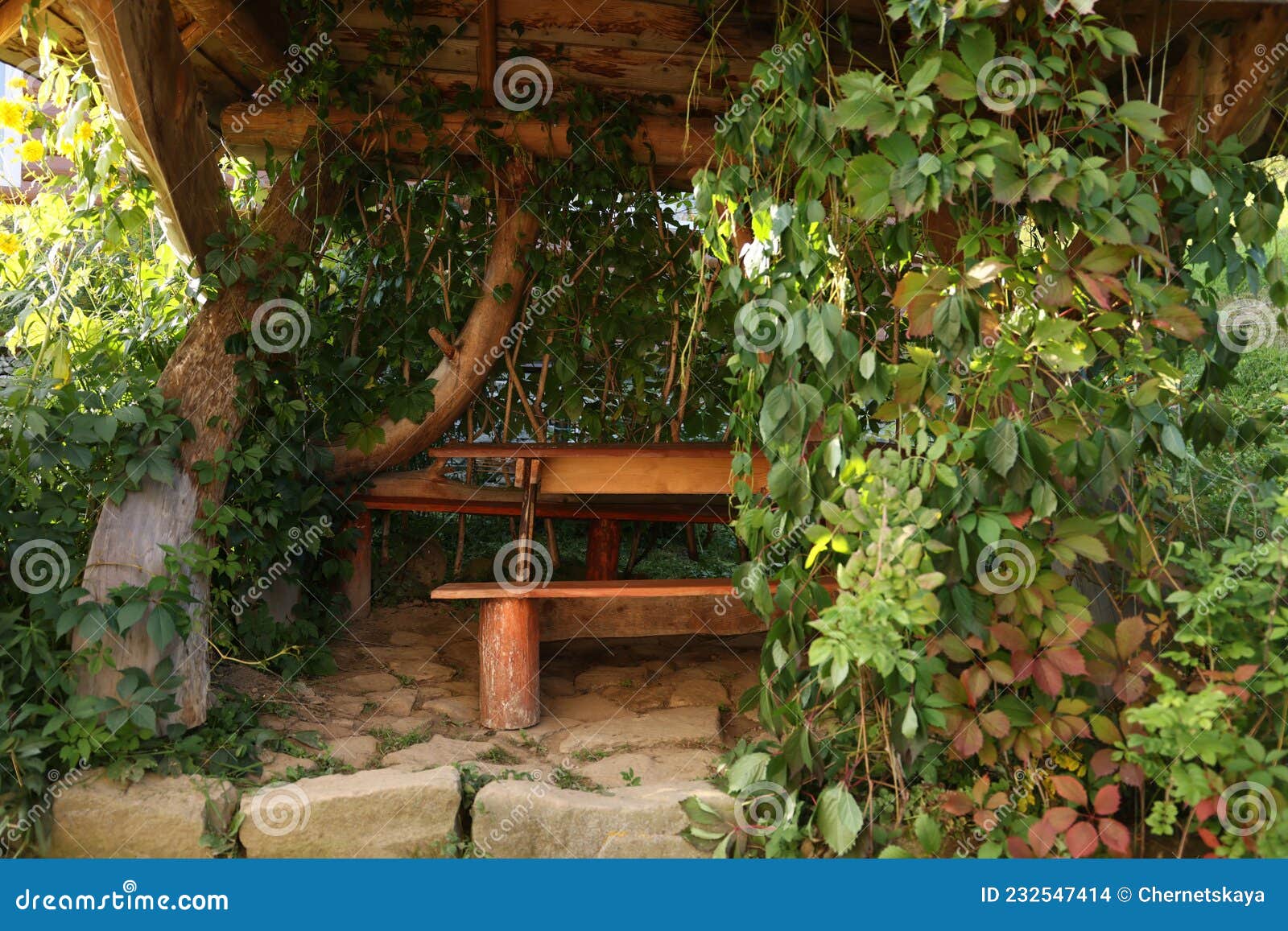 Table and Benches Under Wooden Canopy Covered with Vine Stock Photo ...