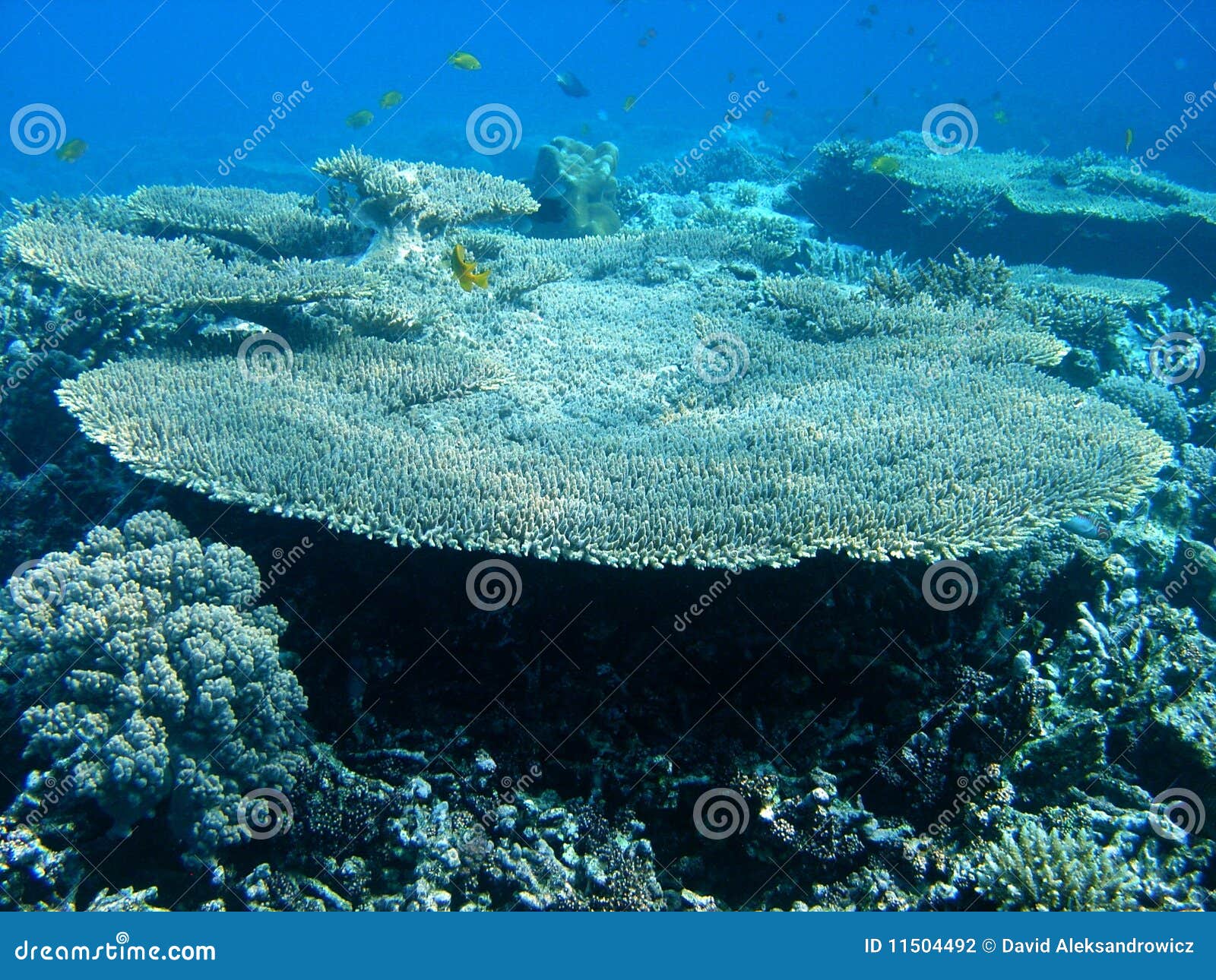 Table coral stock photo. Image of coral, marine, tropical - 11504492