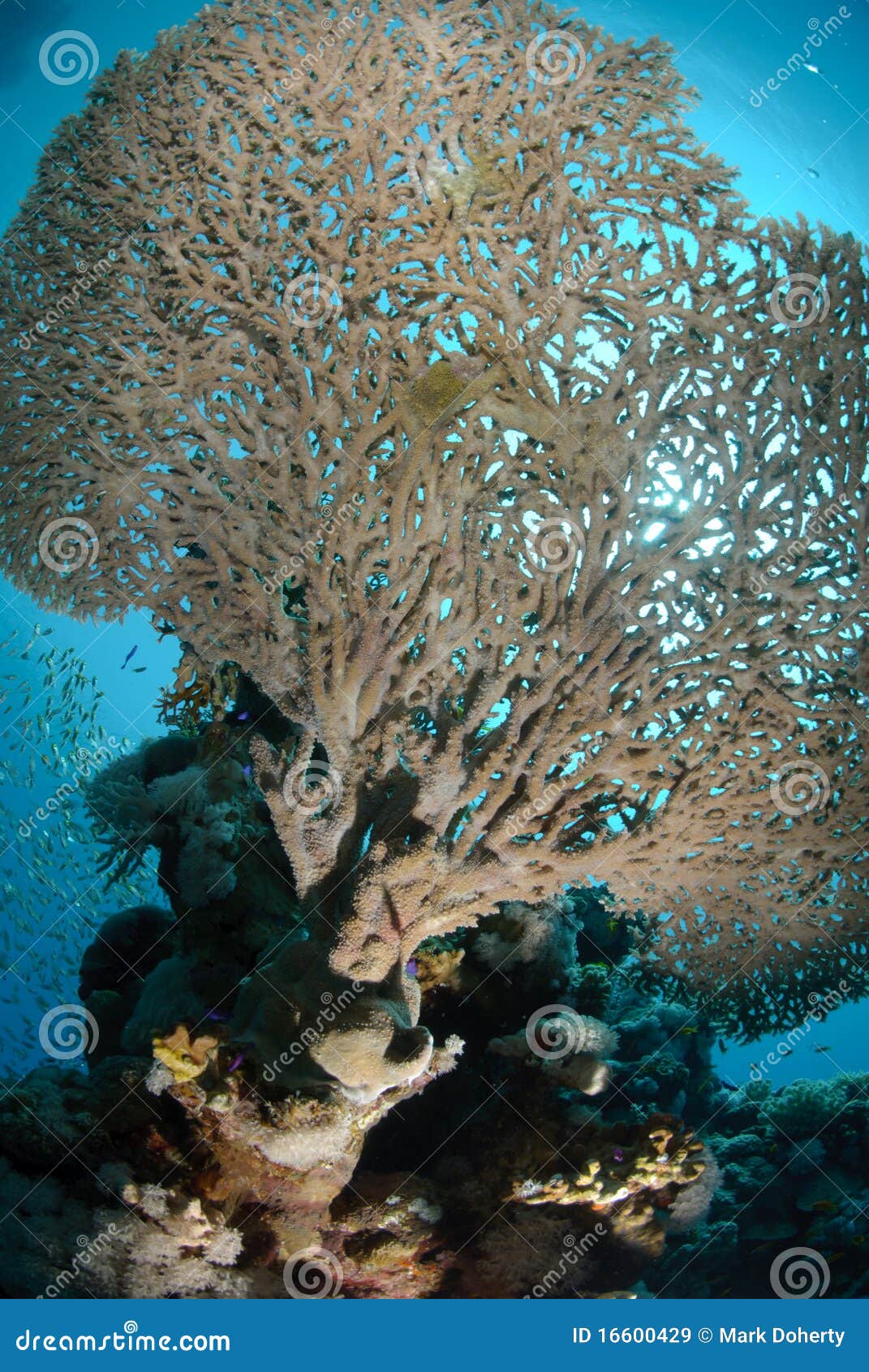 Table coral stock image. Image of water, clear, fish - 16600429