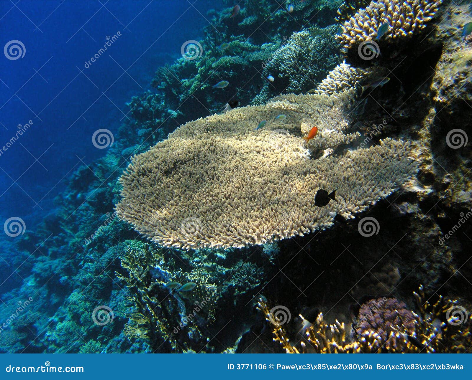 Table Coral stock photo. Image of sunbeam, snorkel, fish - 3771106