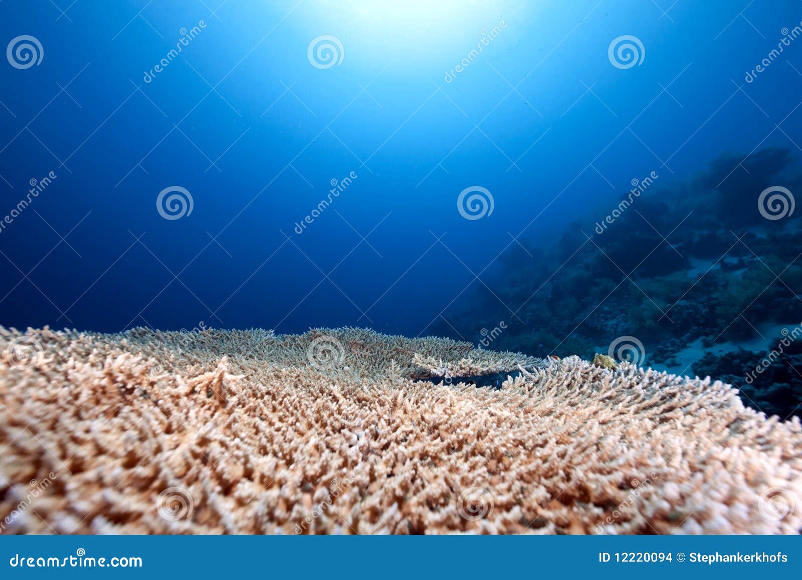 Table coral and ocean stock photo. Image of scenes, sunbeam - 12220094