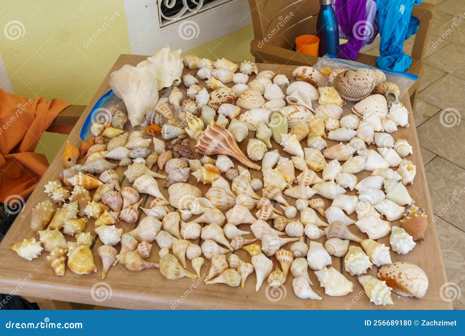 A Table Covered with Seashells in Celestun, Mexico Stock Photo - Image ...