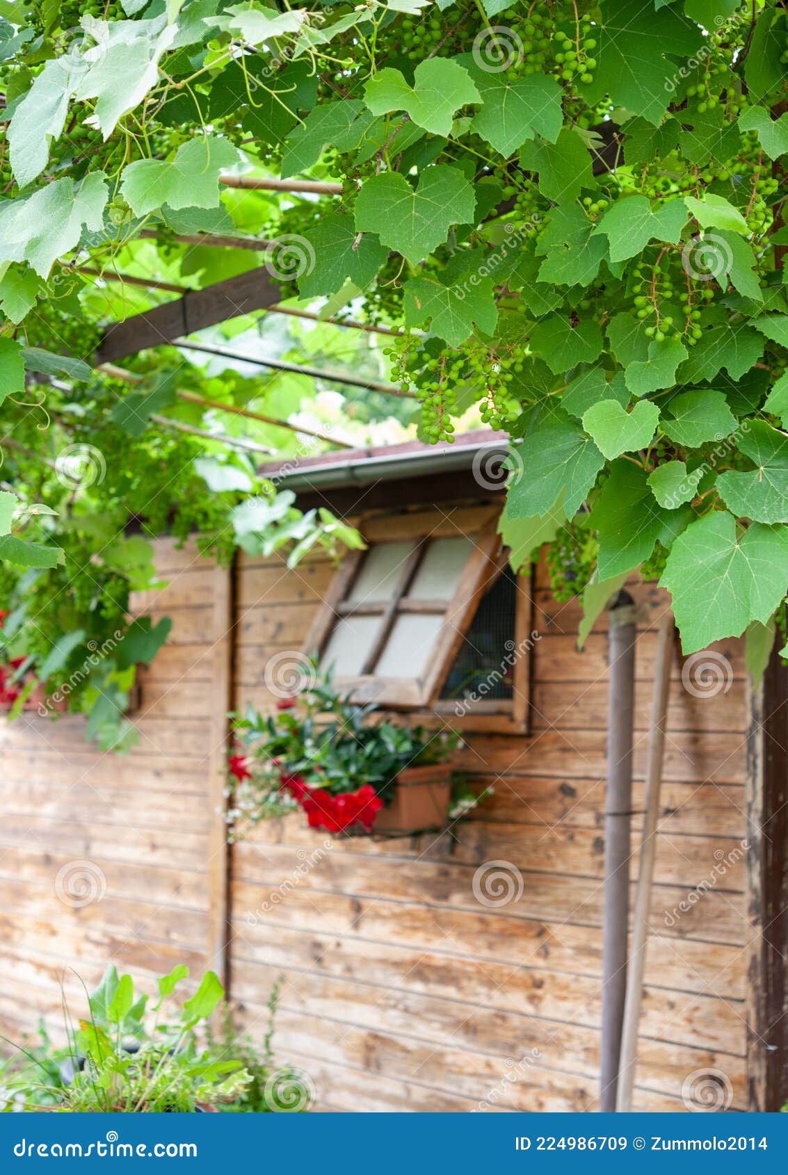 Table Grape Vine Growing on the Bower. Stock Image - Image of fresh ...