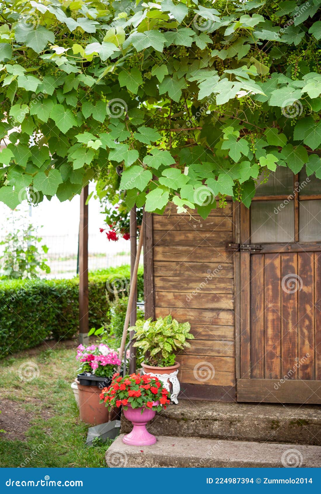 Table Grape Vine Growing on the Bower. Stock Photo - Image of shaded ...
