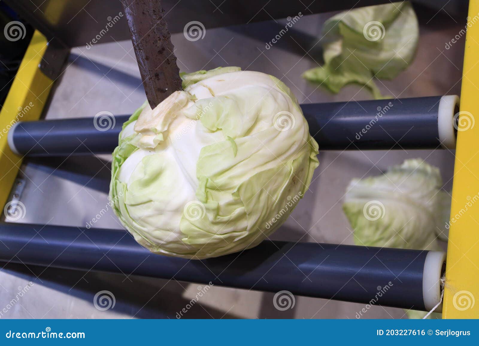 Table Image for Cabbage Processing Stock Photo - Image of agri ...