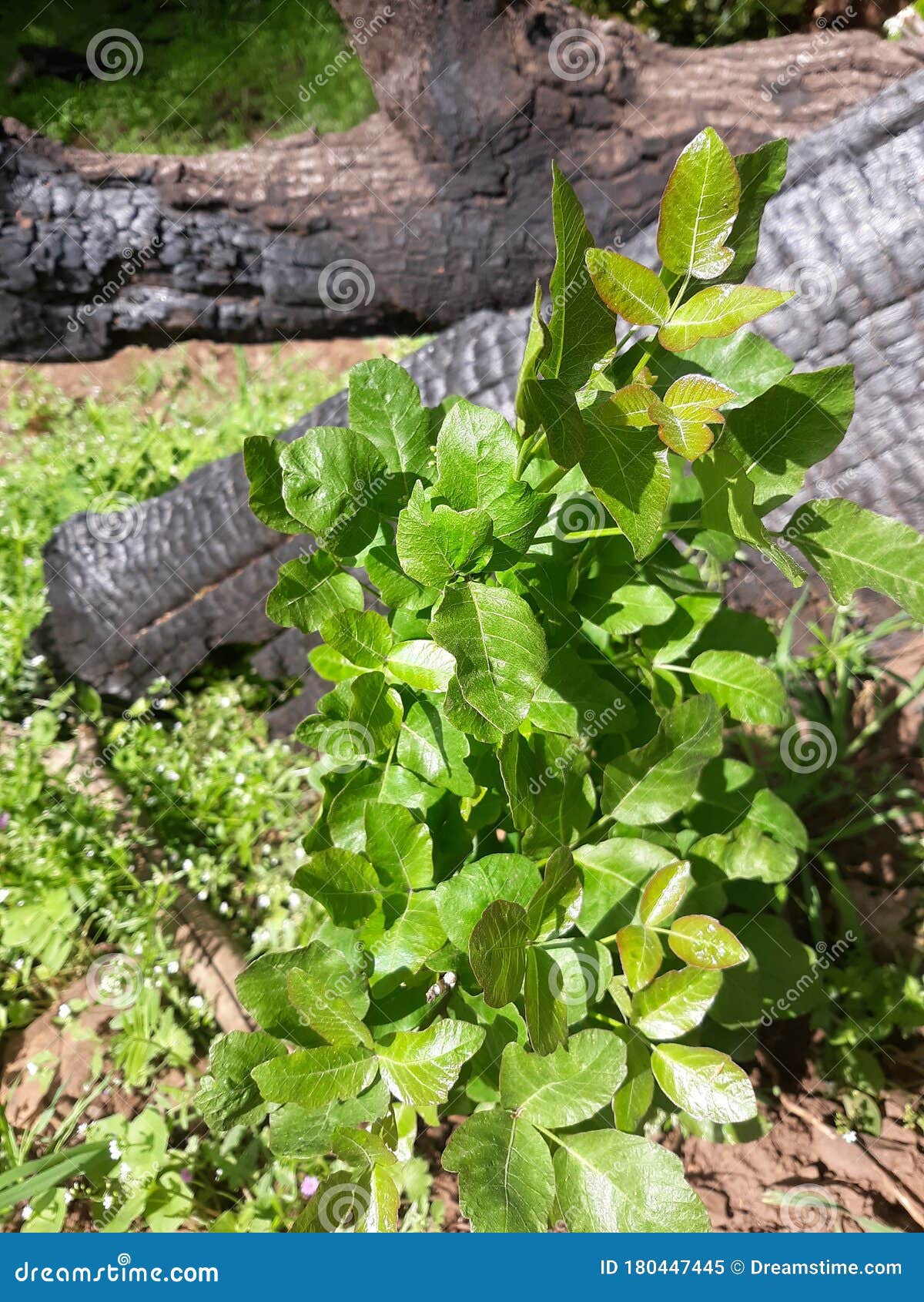 Table Mountain Poison Oak Burnt Tree Stock Image - Image of burnt ...