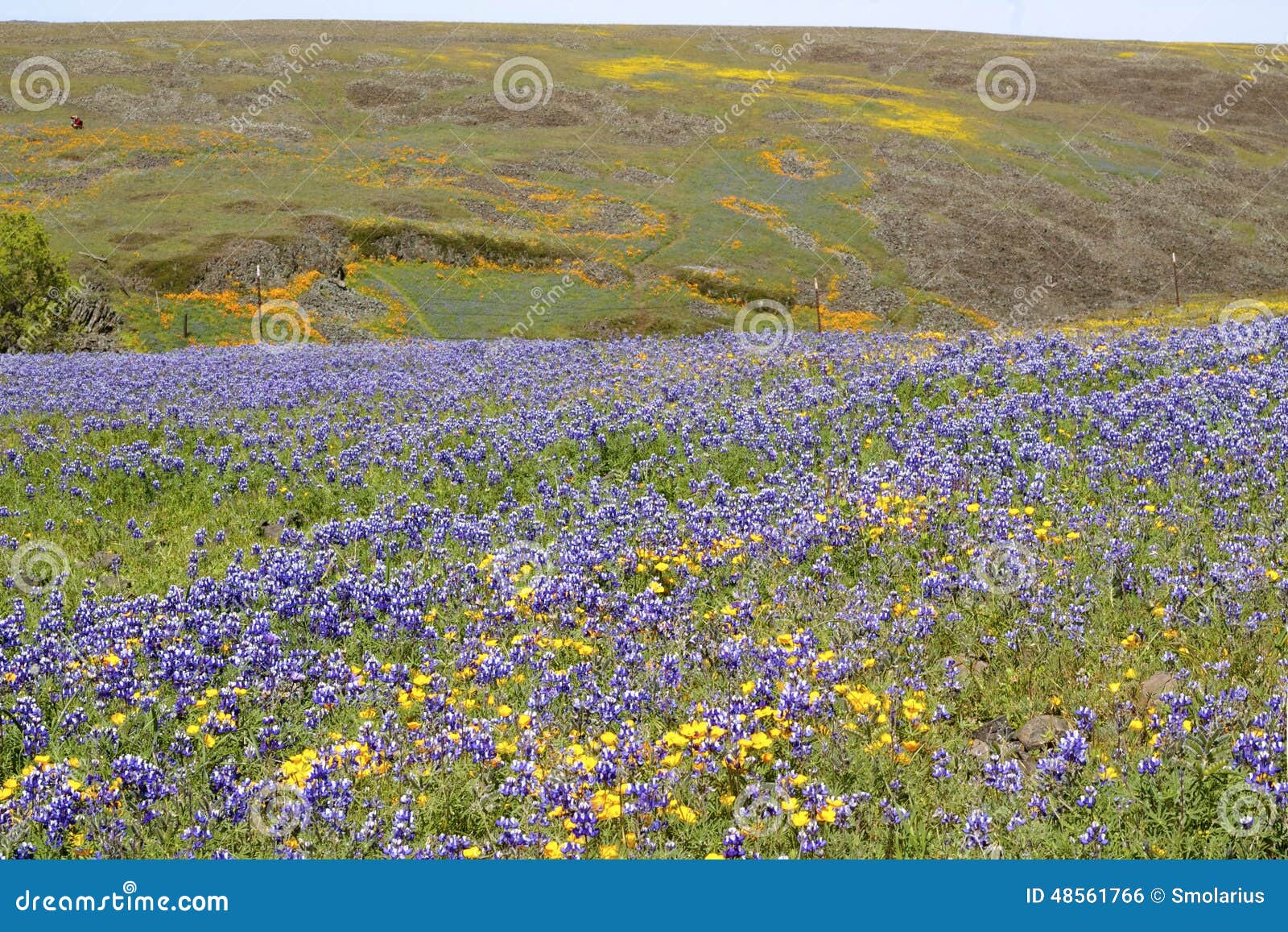 Table mountain stock photo. Image of purple, springtime - 48561766