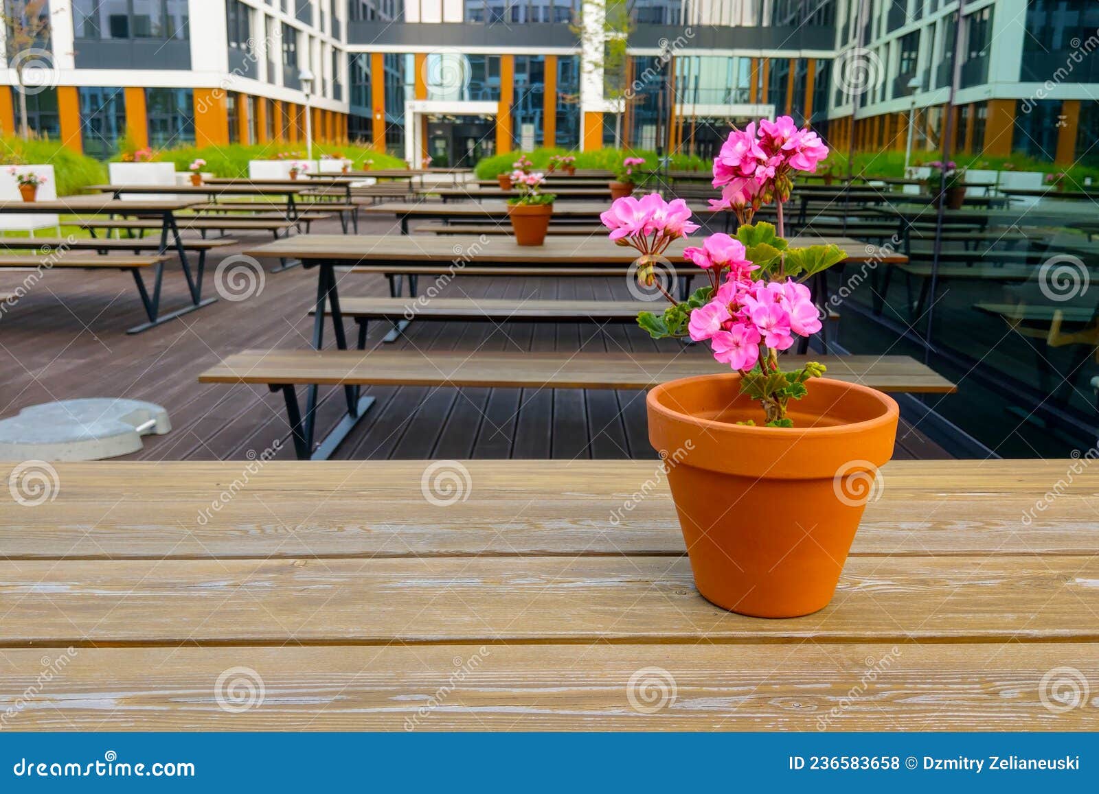 On the Table is a Pot with a Flowering Flower. Stock Photo - Image of ...